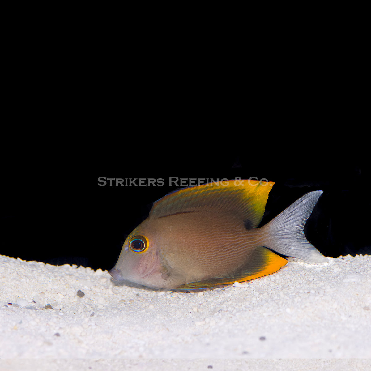 Flame Fin Tomini Tang – Strikers Reefing