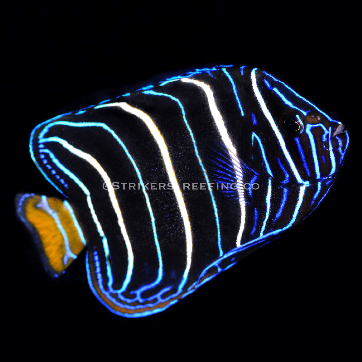 Chrysurus Angelfish (Transitioning) - CA1 - WYSIWYG – Strikers Reefing