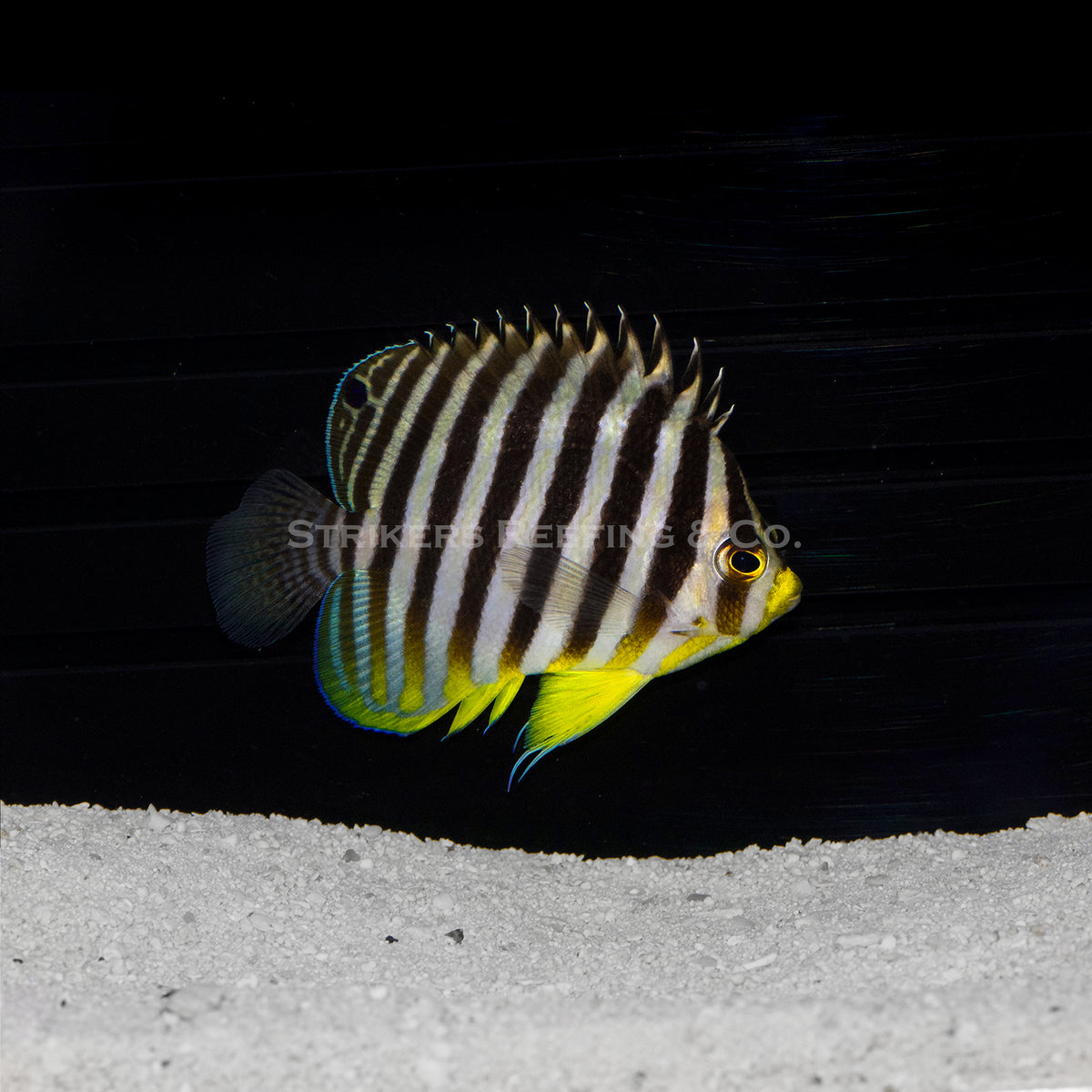 Marshall Islands Multibar Angelfish - MBA4 - WYSIWYG – Strikers Reefing