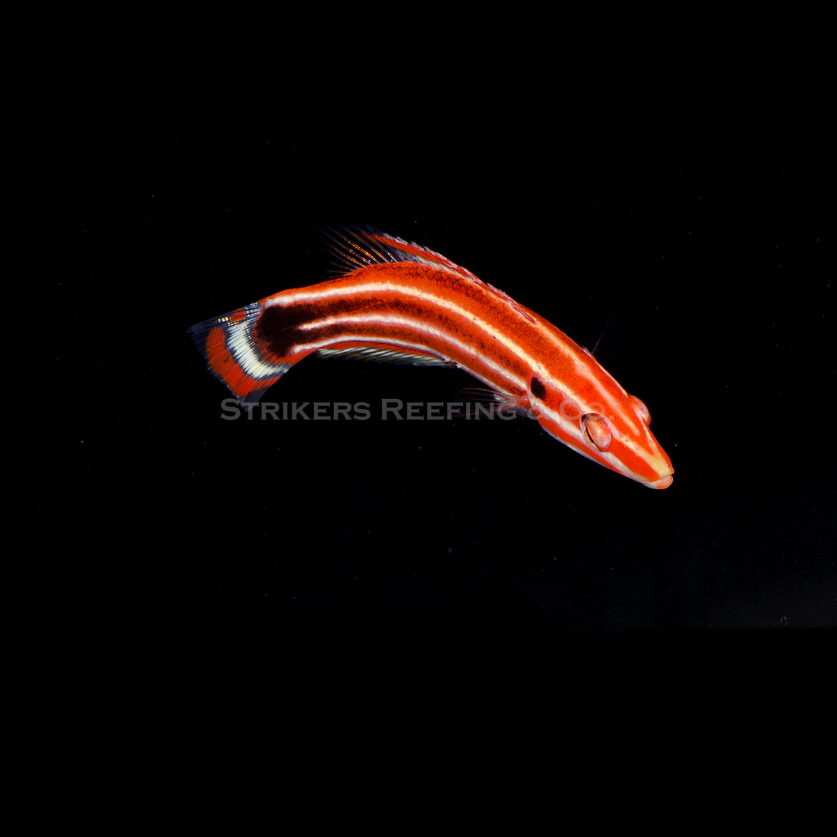 Peppermint Hogfish - PGF1 - WYSIWYG – Strikers Reefing