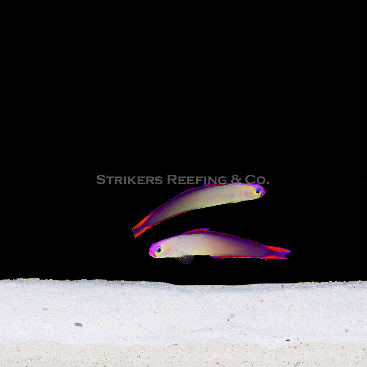 Purple Firefish (Bonded pair) - PF1 - WYSIWYG – Strikers Reefing
