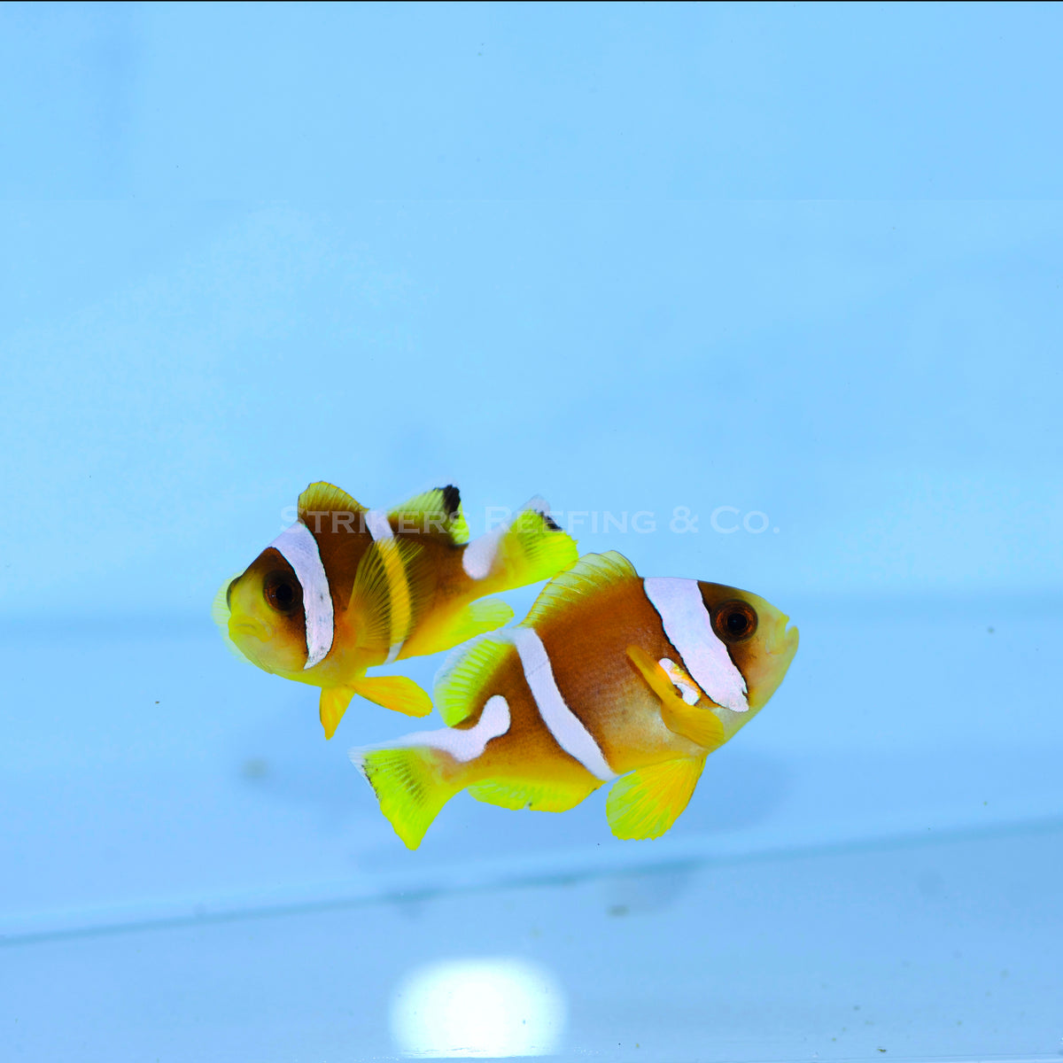 Spotcinctus Clownfish (Bonded Pair) - WYSIWYG – Strikers Reefing