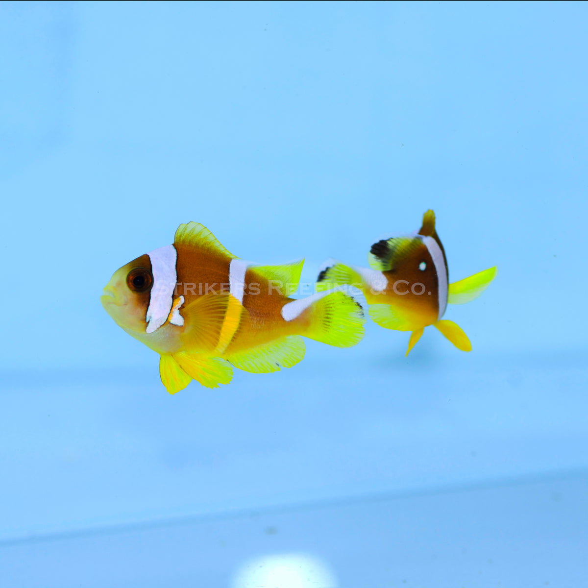 Spotcinctus Clownfish (Bonded Pair) - WYSIWYG – Strikers Reefing