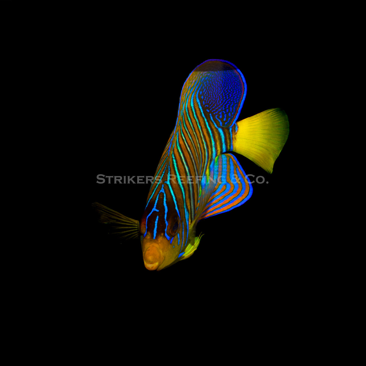 Red Sea Regal Angel Adult - RA4 - WYSIWYG – Strikers Reefing