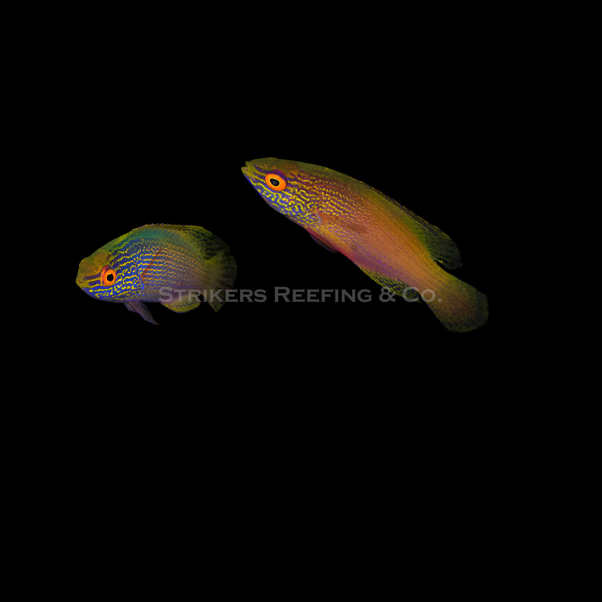 Golden Rhomboid Fairy Wrasse Bonded Pair - RW2 - WYSIWYG – Strikers Reefing