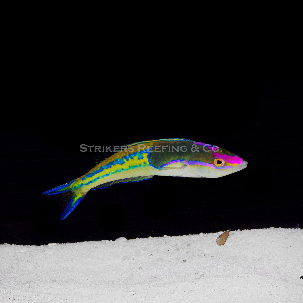 Royal Pencil Supermale Wrasse - RBa1 - WYSIWYG – Strikers Reefing
