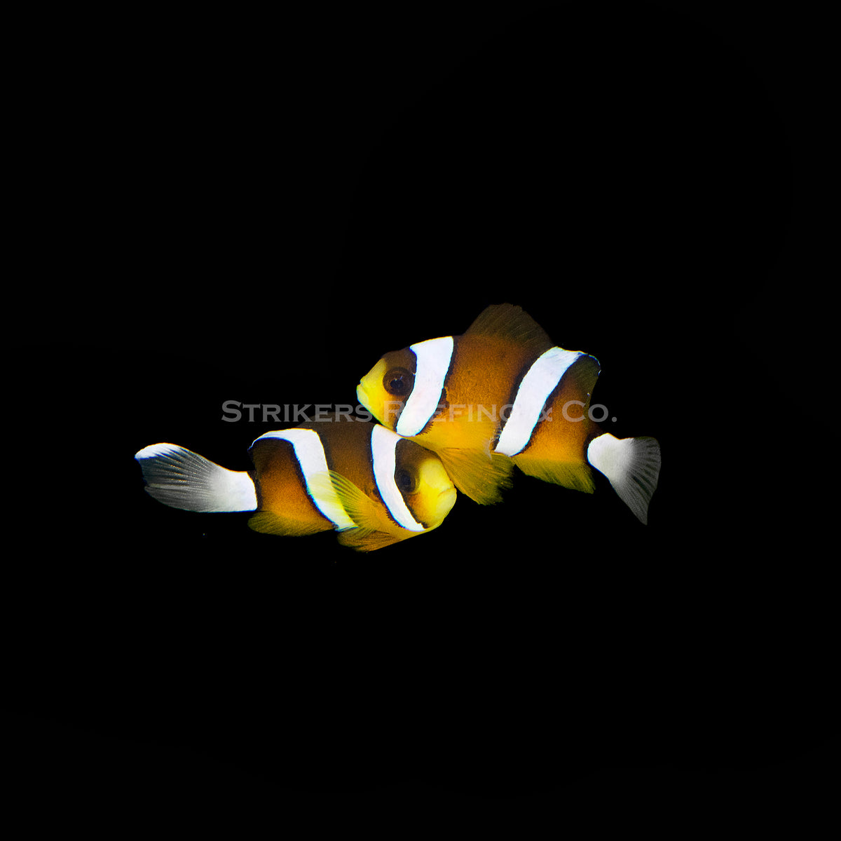 Juvenile Sebae Clownfish Bonded Pair - SC3 - WYSIWYG – Strikers Reefing