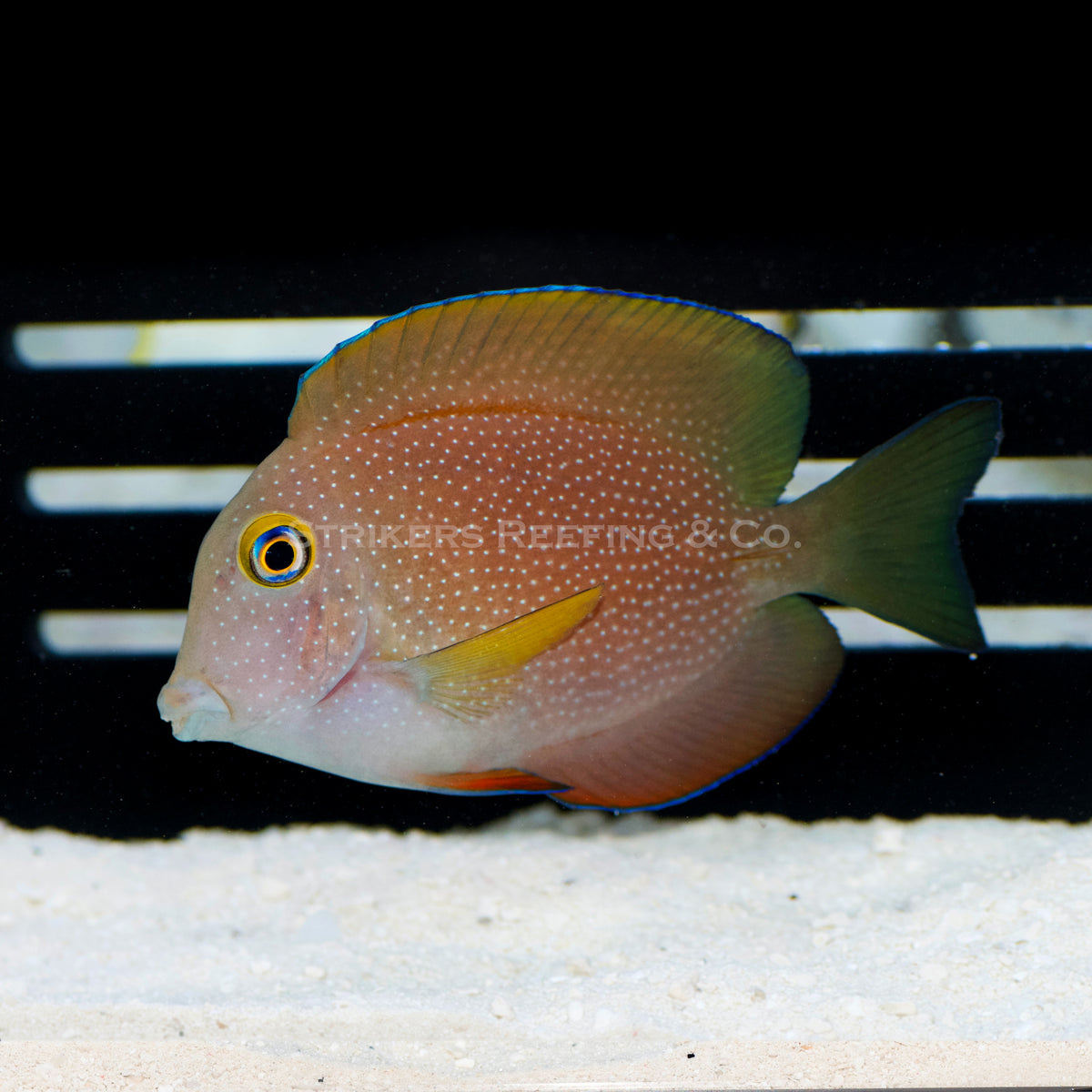 Yellow Eyed Squaretail Bristletooth Tang - YEK2 - WYSIWYG – Strikers ...