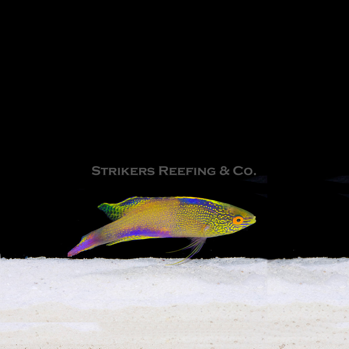 Golden Rhomboid Supermale Fairy Wrasse - RW9 - WYSIWYG – Strikers Reefing
