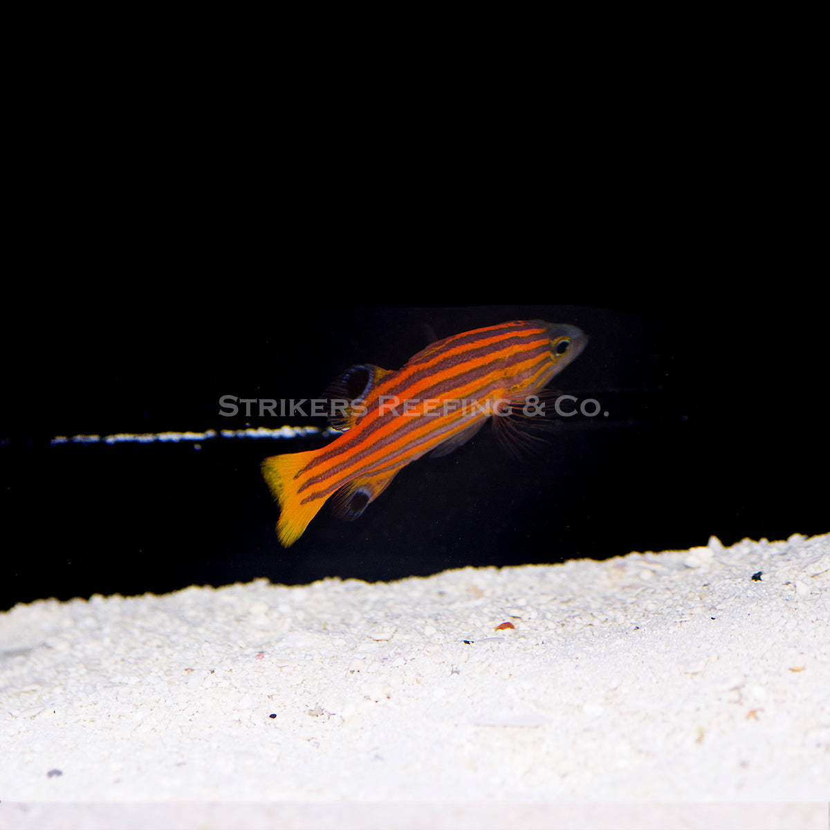 Swale's Basslet - SB1 - WYSIWYG – Strikers Reefing