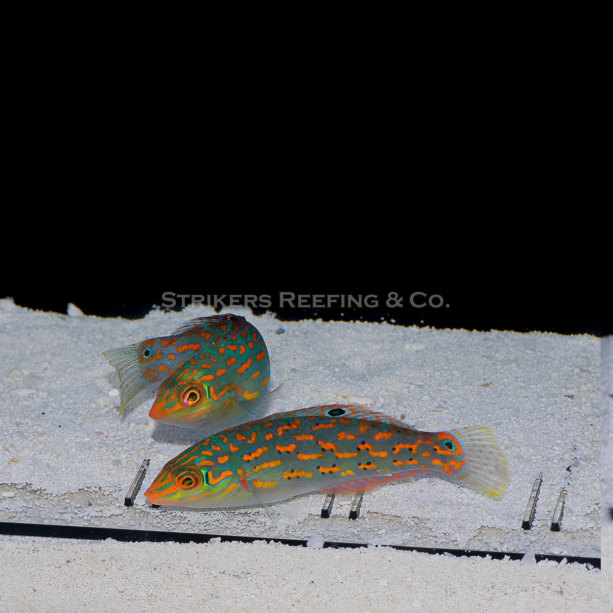 Timor Reef Wrasse (Bonded pair) - Tr1 - WYSIWYG – Strikers Reefing