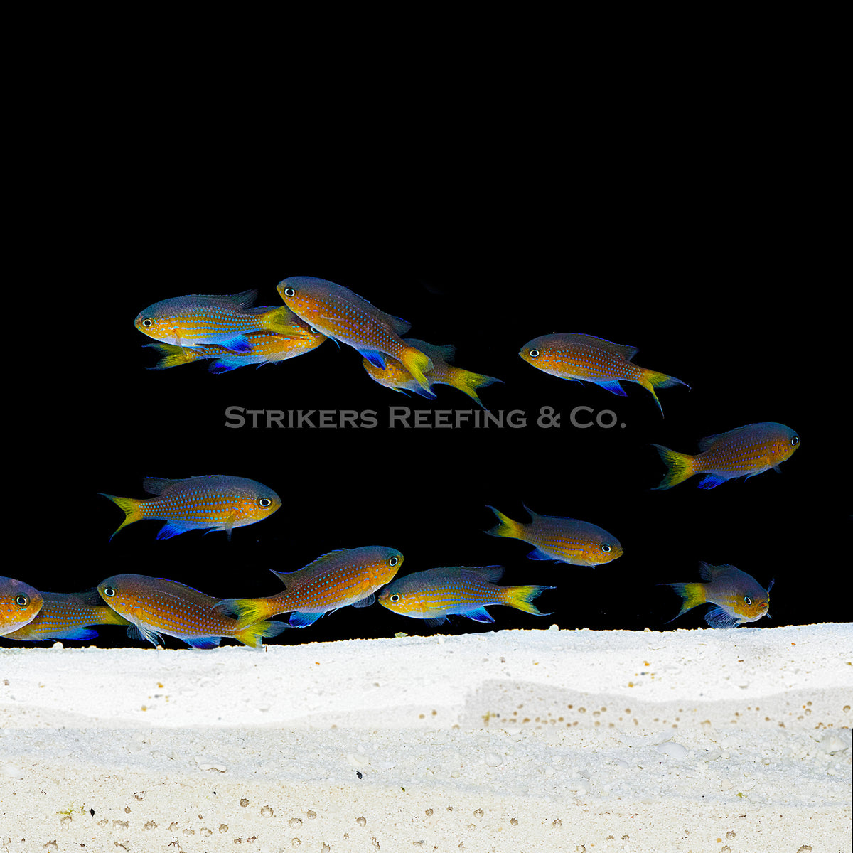 Vanderbilt Reef Chromis Batch #002 (Choose Quantity) – Strikers Reefing