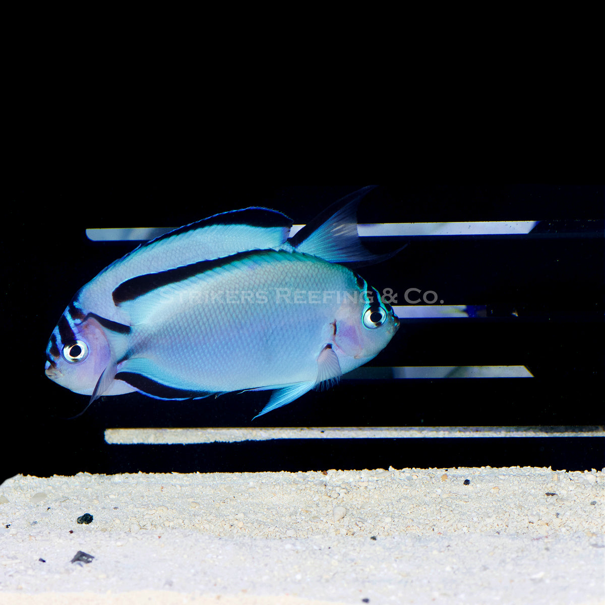 Watanabei Angelfish Bonded Pair (Reef Safe) - WB5 - WYSIWYG – Strikers ...