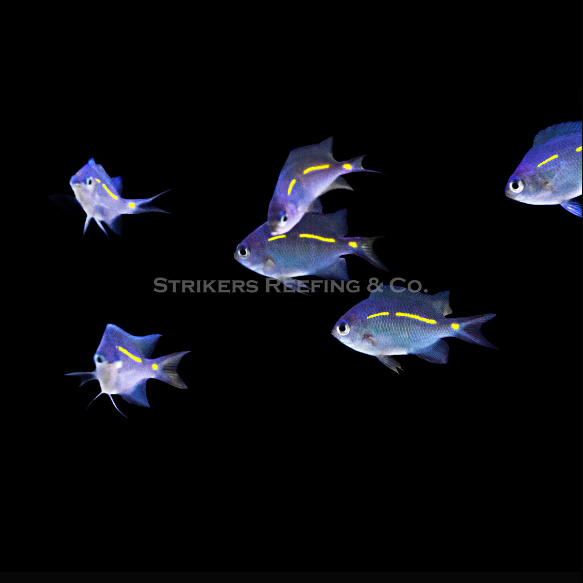 Orange Line Chromis (Group of 6) - OLC2 - WYSIWYG – Strikers Reefing