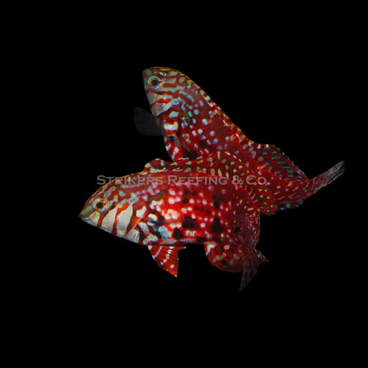 Red Jewel Leopard Wrasse – Strikers Reefing