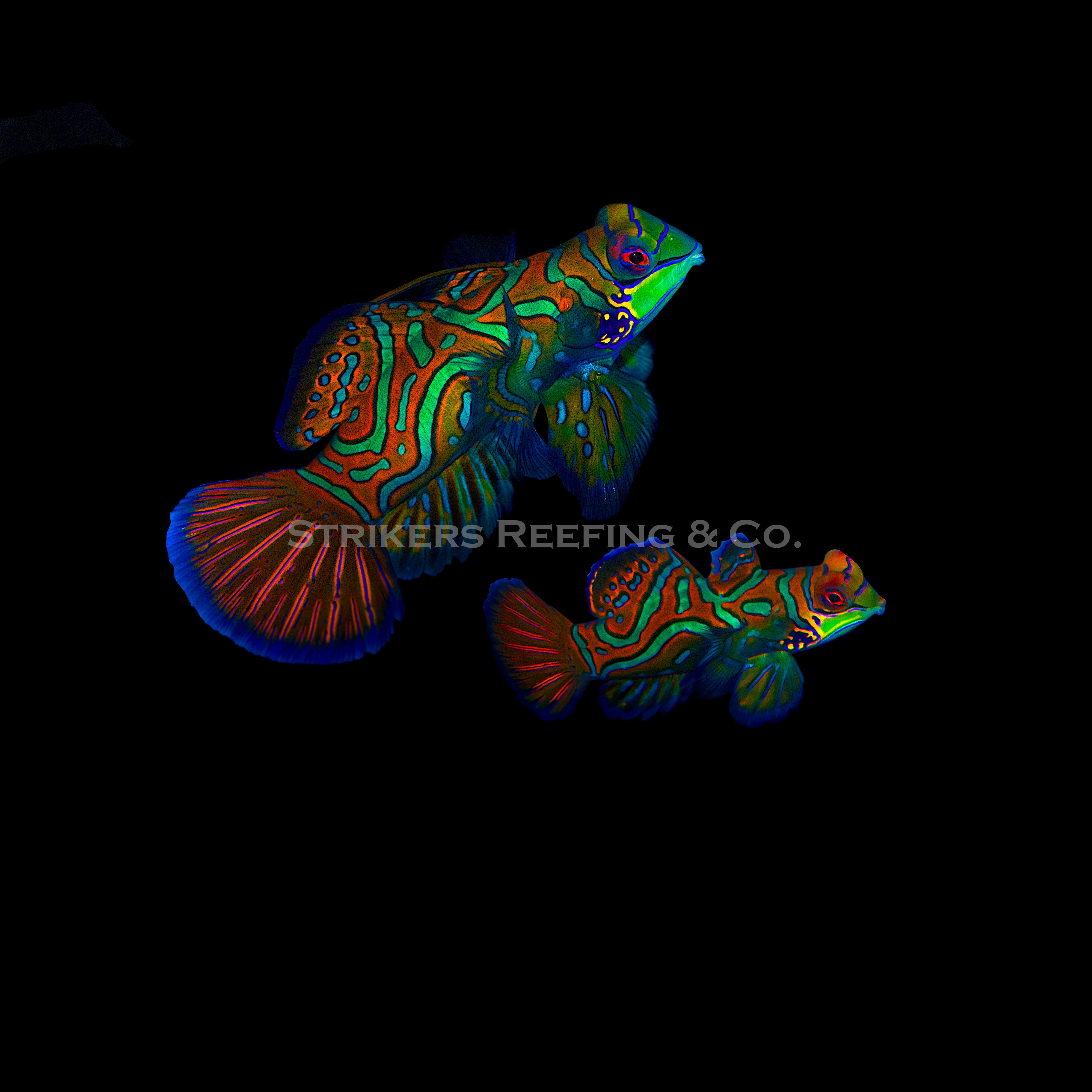 Mandarin Fish Pair 1,000+ Mandarin Dragonet Stock Photos, Pictures