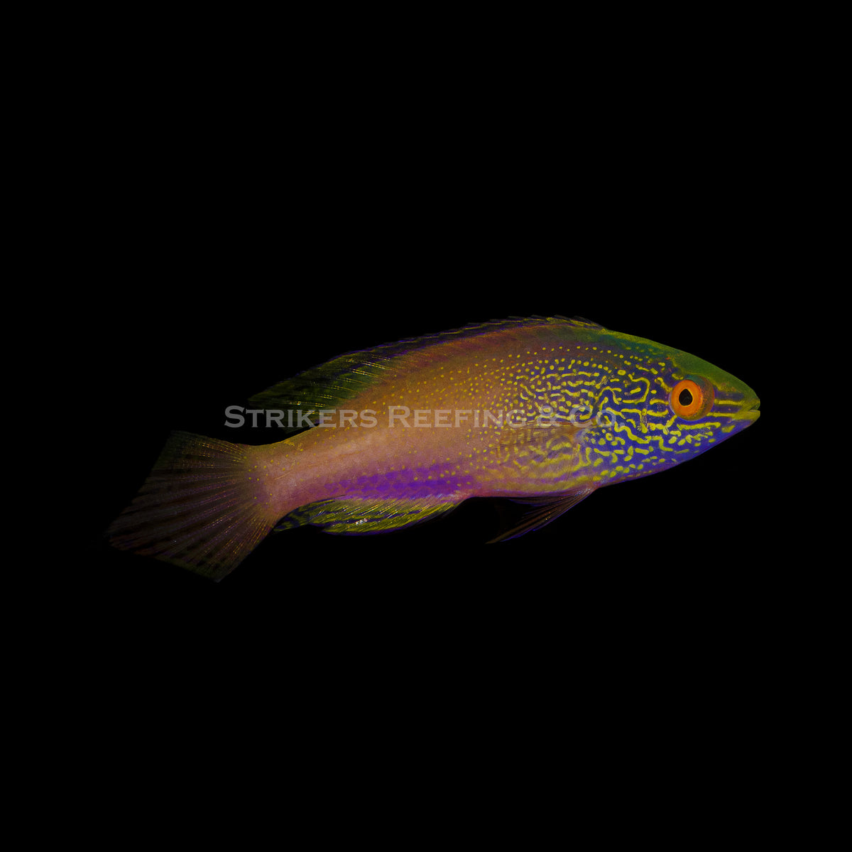 Golden Rhomboid Supermale Fairy Wrasse - RW5 - WYSIWYG – Strikers Reefing