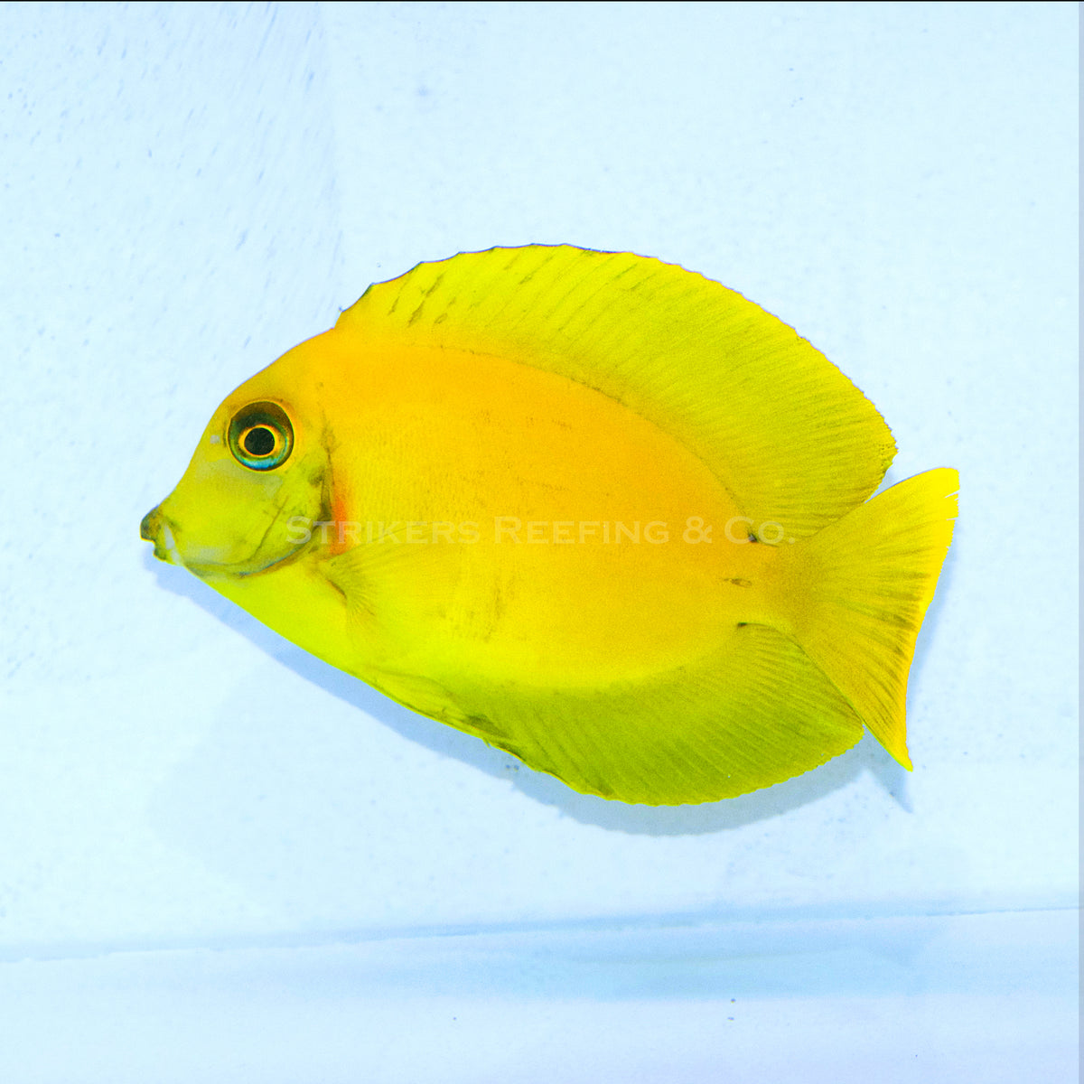 Yellow Mimic Tang - YM1 - WYSIWYG – Strikers Reefing